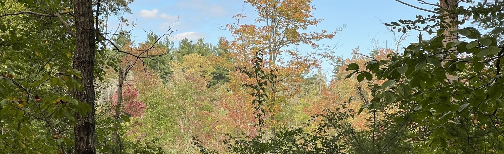 High Ridge Trail, Massachusetts - 14 Reviews, Map | AllTrails