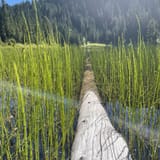 Thorp Lake via Thorp Creek Trail, Washington - 136 Reviews, Map | AllTrails