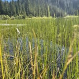 Thorp Lake via Thorp Creek Trail, Washington - 136 Reviews, Map | AllTrails