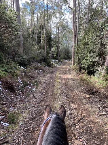 Best Hikes and Trails in Russell Ridge Conservation Area | AllTrails