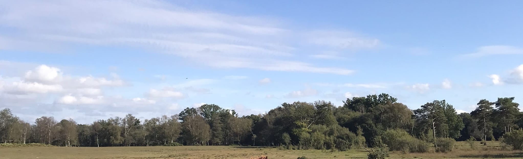 Cadnam Bog and Stagbury Mount Circular: 12 Reviews, Map - Hampshire ...