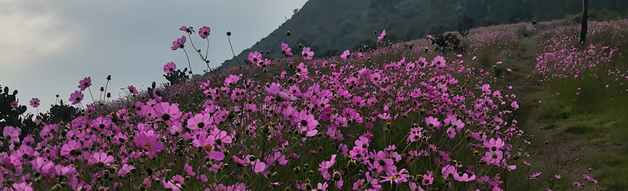 Ruta las Flores Sierra de Guadalupe, México, Mexico - 4 Reviews, Map ...