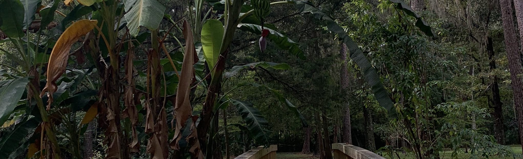 Lake Alice Conservation Area Trail, Florida - 7 Reviews, Map | AllTrails