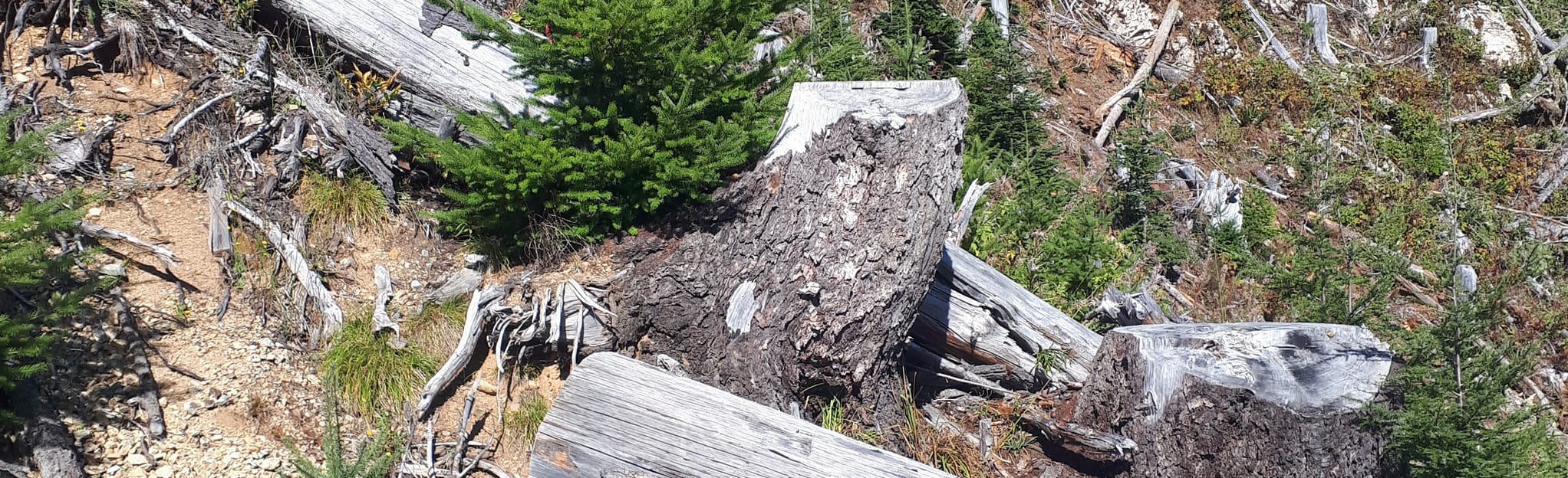 Limestone Mountain: 4 Reviews, Map - British Columbia, Canada | AllTrails