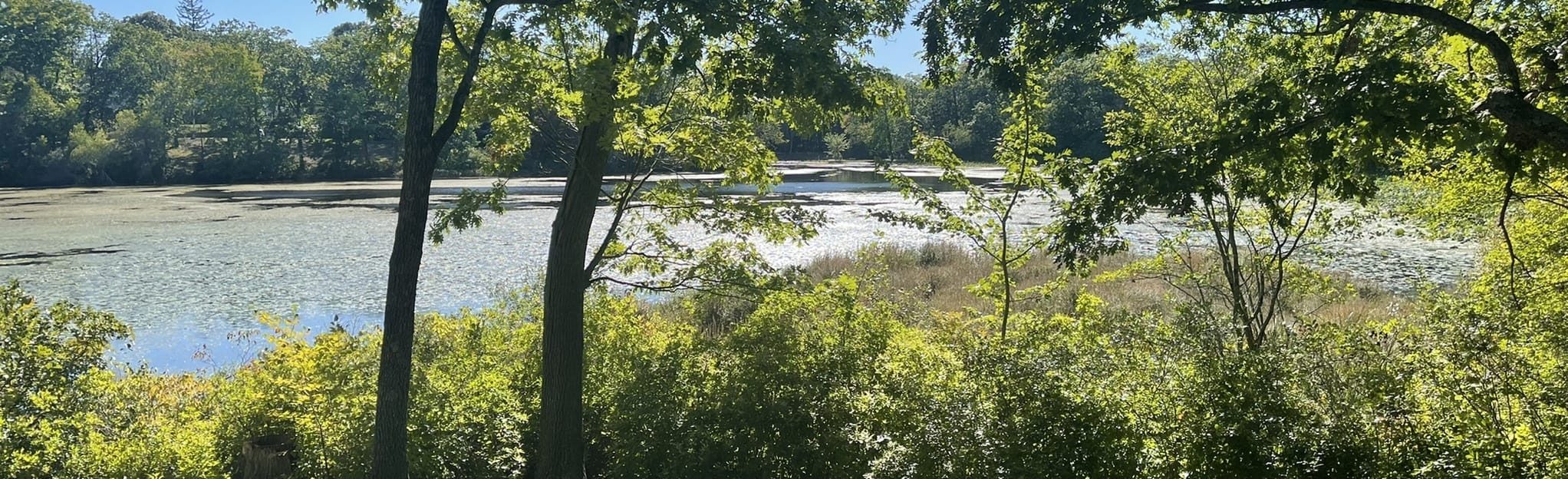 Meshanticut State Park Loop: 119 Reviews, Map - Rhode Island | AllTrails