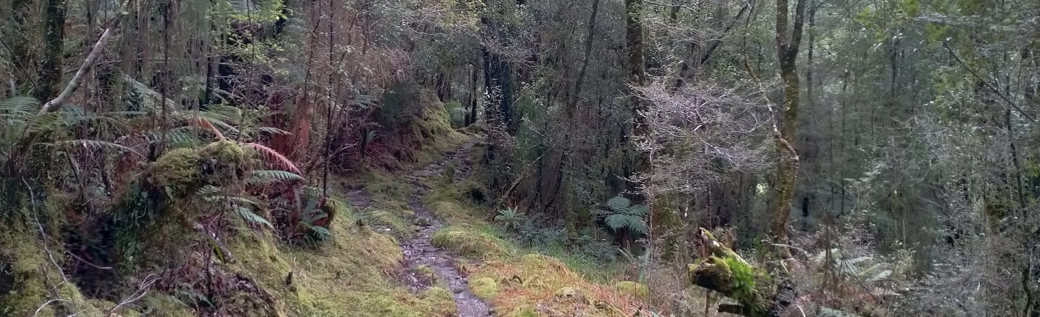 Haast to Paringa Cattle Track: SH6 to Blowfly or Blowfly Hut - Costa ...