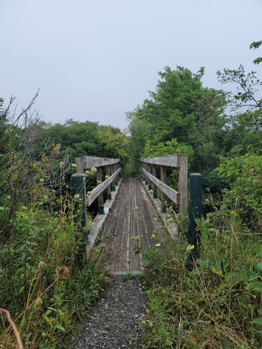 Best Hikes and Trails in Finzel Swamp Preserve | AllTrails