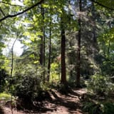 Sword Fern and Highline Trail, Washington - 243 Reviews, Map | AllTrails