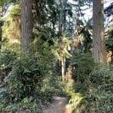 Sword Fern and Highline Trail, Washington - 243 Reviews, Map | AllTrails