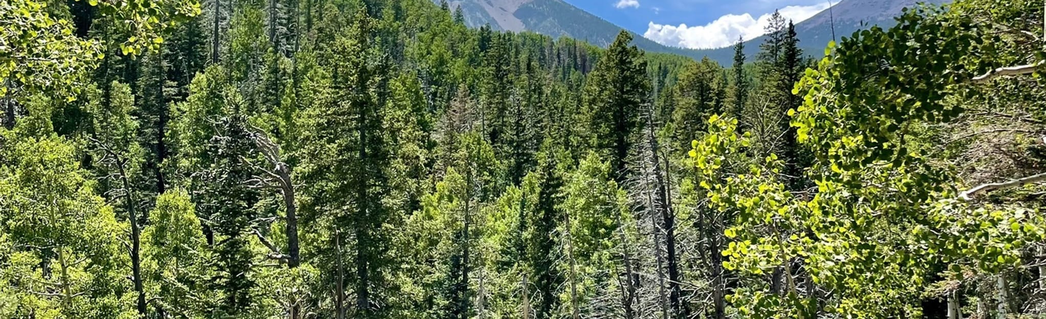 Lockett Meadow Inner Basin Loop, Arizona - 730 Reviews, Map | AllTrails