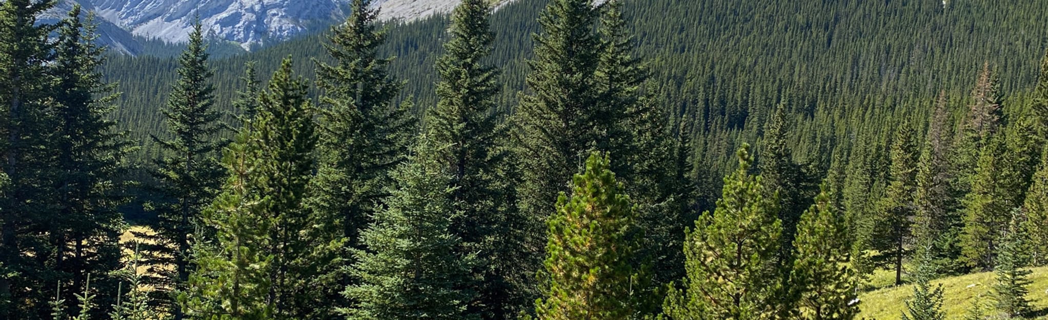 Compression Ridge Route, Alberta, Canada - 8 Reviews, Map | AllTrails