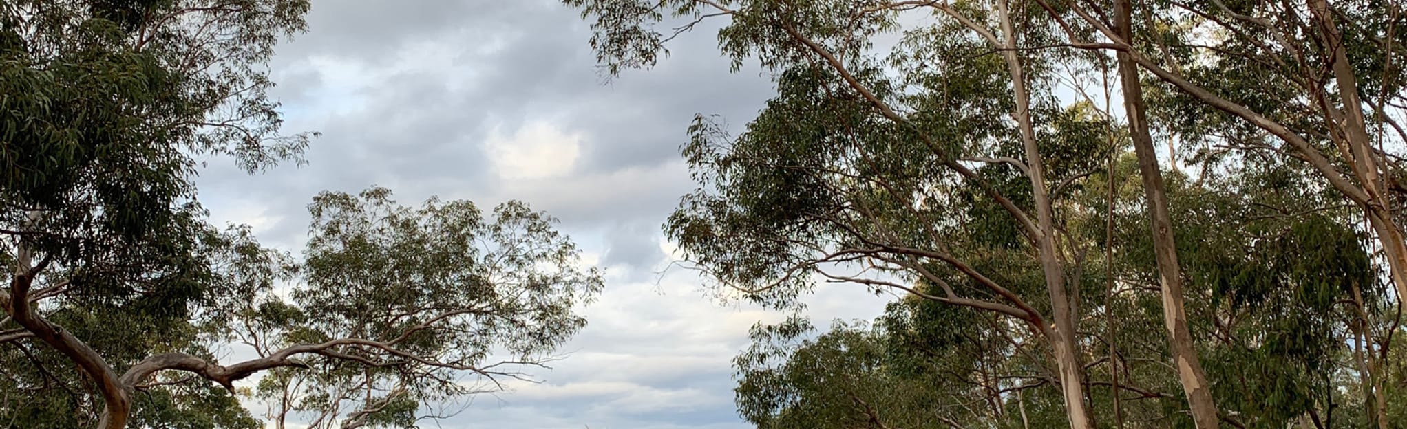 Scribbly Gum Forest Track to Rainforest Walk Loop Trail: 52 Reviews ...