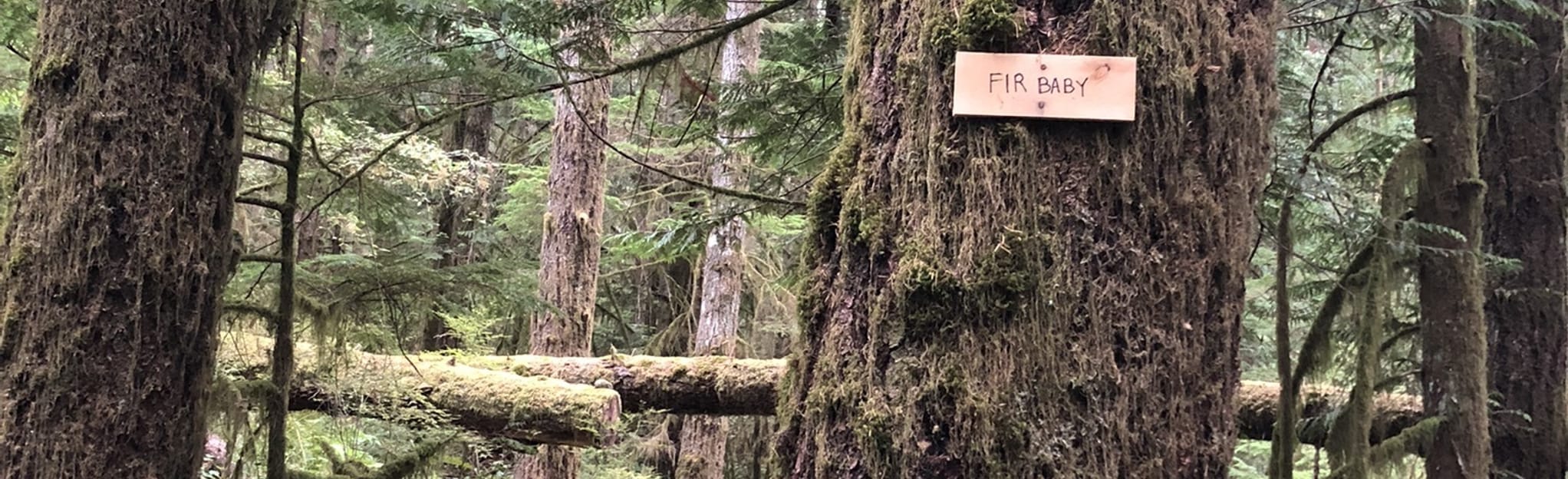 Dry Creek Trail to Cookies Loop: 13 Reviews, Map - British Columbia ...