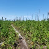 Two Hearted River, Michigan - 42 Reviews, Map | AllTrails