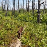 Two Hearted River, Michigan - 42 Reviews, Map | AllTrails