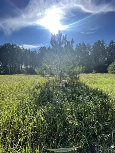 Best Hikes and Trails in Gaylord | AllTrails