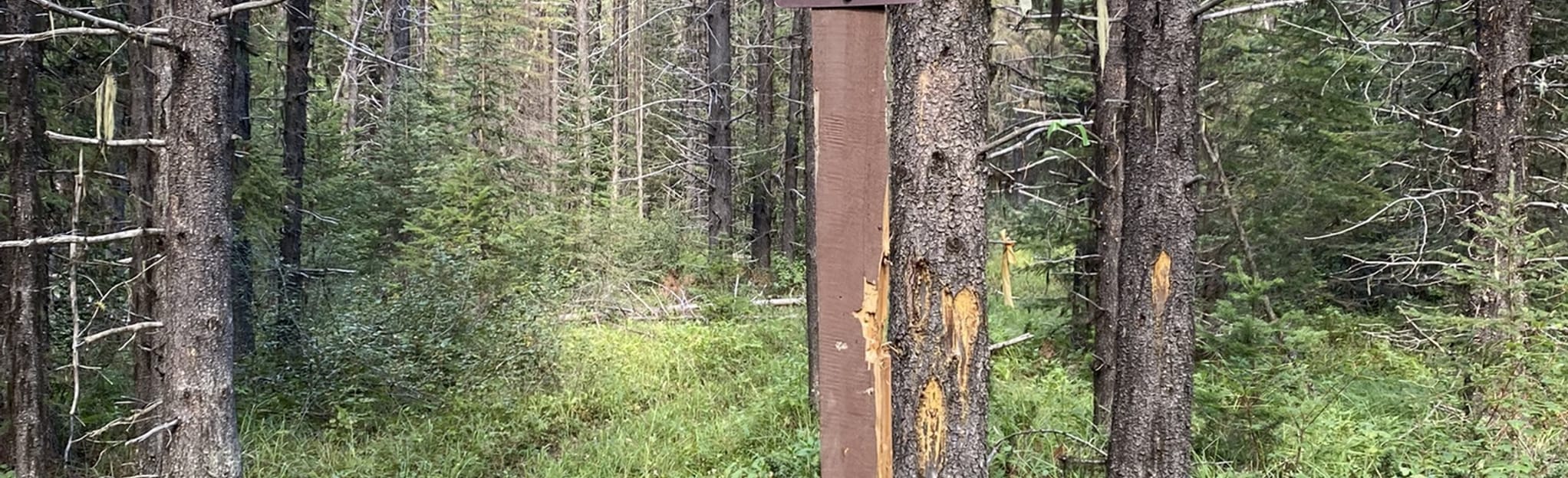 Palliser River Trail, British Columbia, Canada - Map, Guide | AllTrails