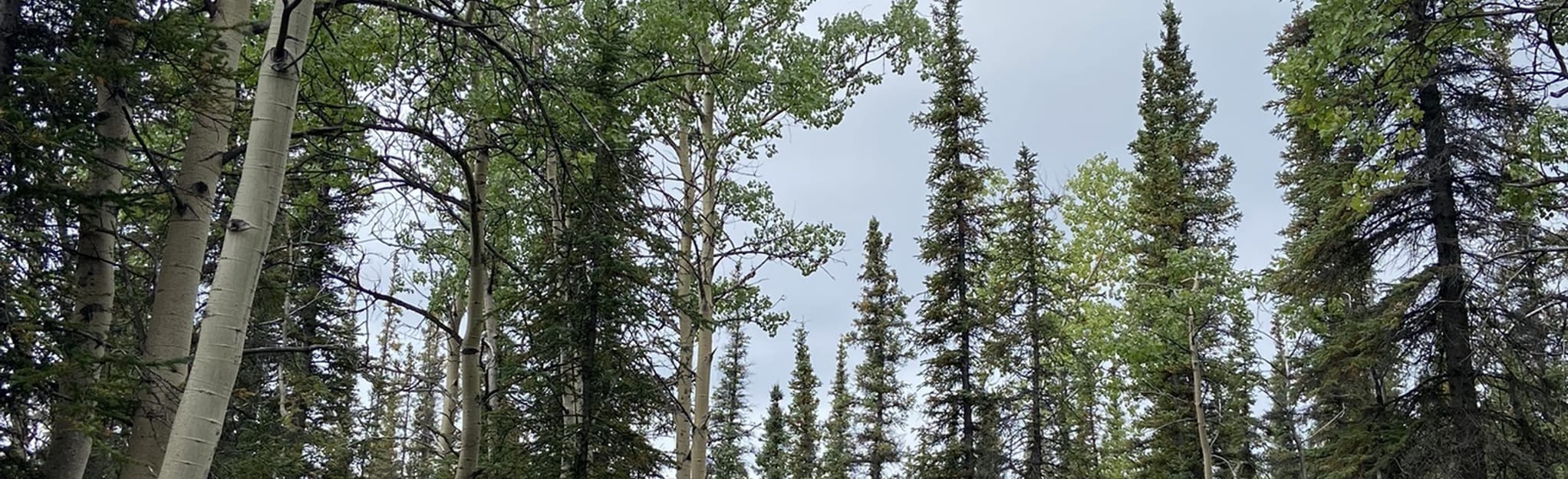 Spruce Tree Trail, Alaska - 45 Reviews, Map | AllTrails