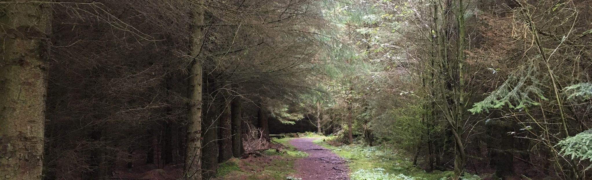 Slaley Forest - Dukesfield Fell Circular, Northumberland, England - 58 ...