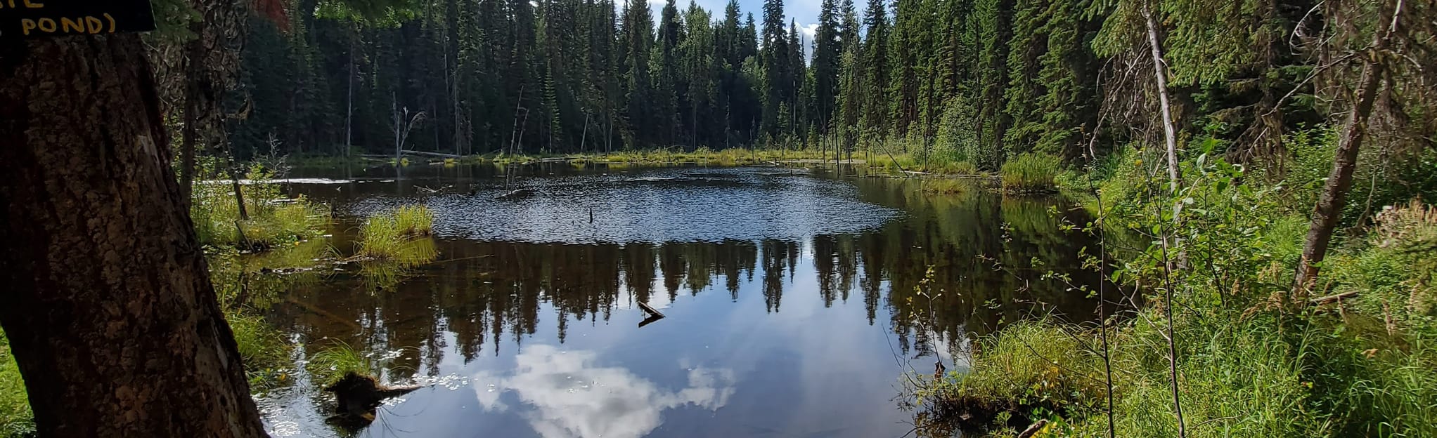 Bears, Freds, Blue Spruce Connector and Greenway Loop, British Columbia ...