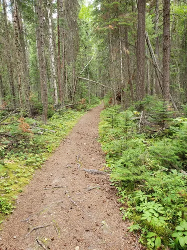 10 Best Trail Running Trails in Prince George | AllTrails