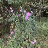 Sequoyah State Park Paved Trail, Oklahoma - 198 Reviews, Map | AllTrails