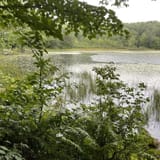 Berry Pond Trail, Massachusetts - 70 Reviews, Map | AllTrails