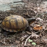 Marl Ravine Trail, Virginia - 43 Reviews, Map | AllTrails