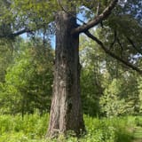 Marl Ravine Trail, Virginia - 43 Reviews, Map | AllTrails