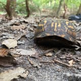 Marl Ravine Trail, Virginia - 43 Reviews, Map | AllTrails