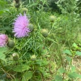 Marl Ravine Trail, Virginia - 52 Reviews, Map | AllTrails