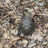 Marl Ravine Trail, Virginia - 52 Reviews, Map | AllTrails