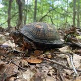 Marl Ravine Trail, Virginia - 52 Reviews, Map | AllTrails