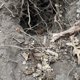 Marl Ravine Trail, Virginia - 52 Reviews, Map | AllTrails