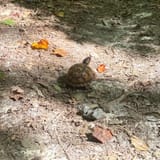 Marl Ravine Trail, Virginia - 43 Reviews, Map | AllTrails