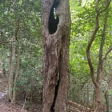 Marl Ravine Trail, Virginia - 43 Reviews, Map | AllTrails