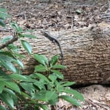 Marl Ravine Trail, Virginia - 52 Reviews, Map | AllTrails