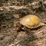 Marl Ravine Trail, Virginia - 52 Reviews, Map | AllTrails