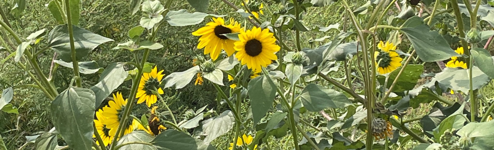 AllTrails | Rabanus North Loop: 10 Reviews, Map - North Dakota