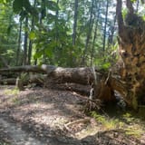 Marl Ravine Trail, Virginia - 52 Reviews, Map | AllTrails