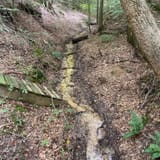 Marl Ravine Trail, Virginia - 52 Reviews, Map | AllTrails