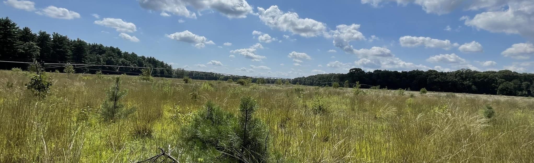 Sand Ridge Orange Trail, Illinois - 137 Reviews, Map | AllTrails