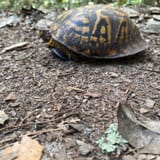 Marl Ravine Trail, Virginia - 45 Reviews, Map | AllTrails