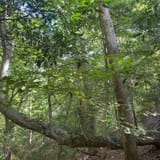 Marl Ravine Trail, Virginia - 45 Reviews, Map | AllTrails