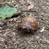 Marl Ravine Trail, Virginia - 52 Reviews, Map | AllTrails