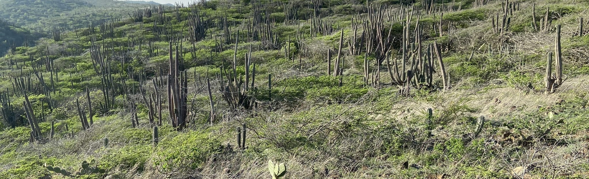 Savaneta - Masiduri, Aruba, Aruba - 5 Reviews, Map | AllTrails