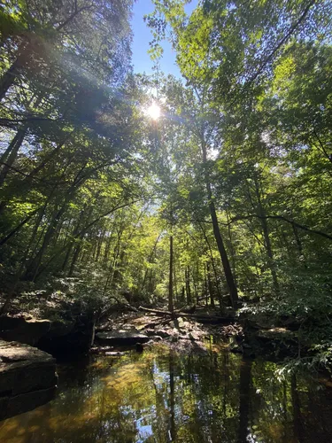 Best Hikes and Trails in Nine Penny Branch Nature Preserve | AllTrails