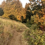 Bald Hill Natural Area Loop, Oregon - 304 Reviews, Map | AllTrails