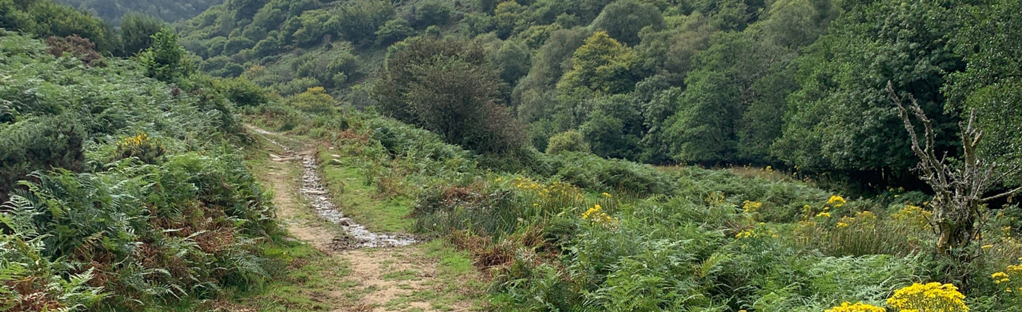 Exford to Room Hill Circular: 38 foto - Somerset, Inghilterra | AllTrails