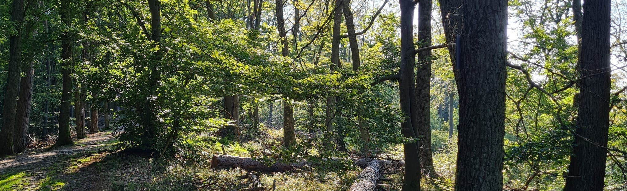 Michelbach - Hahnenkamm: 2 Reviews, Map - Bavaria, Germany | AllTrails